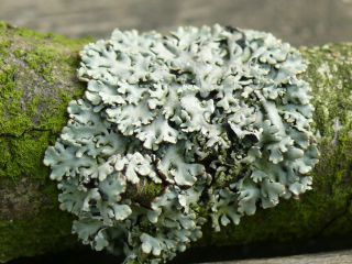 5 Fakten über Flechten