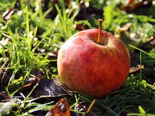 Warum werden Äpfel braun?