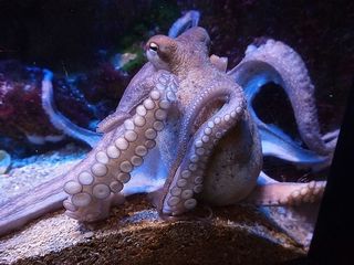 Krake, Tintenfisch und Oktopus – wo ist der Unterschied?